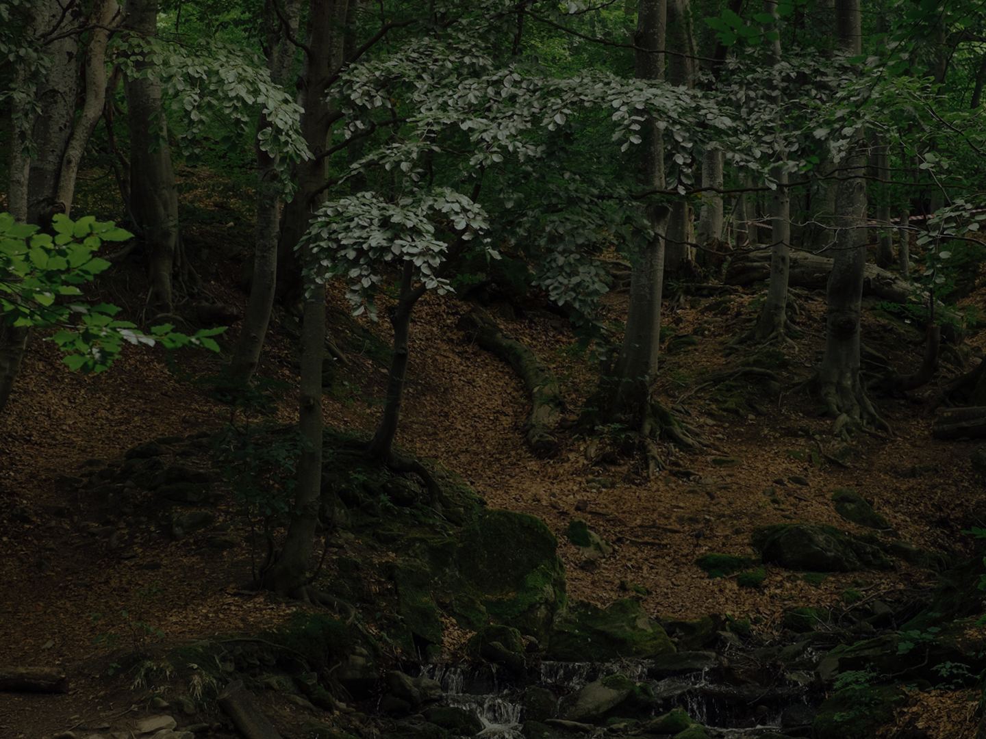 Friends in Wild Places on TV | Channels and schedules | tvgenius.com