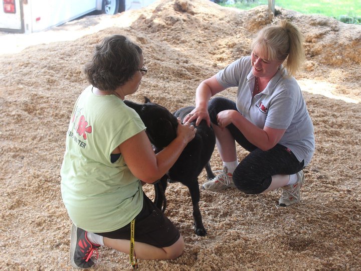 Pet Nation Renovation on TV | Channels and schedules | tv24.co.uk
