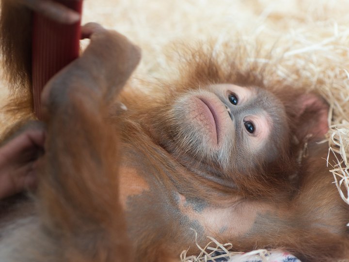 Monkey Life on TV | Series 9 Episode 15 | Channels and schedules | TV24 ...