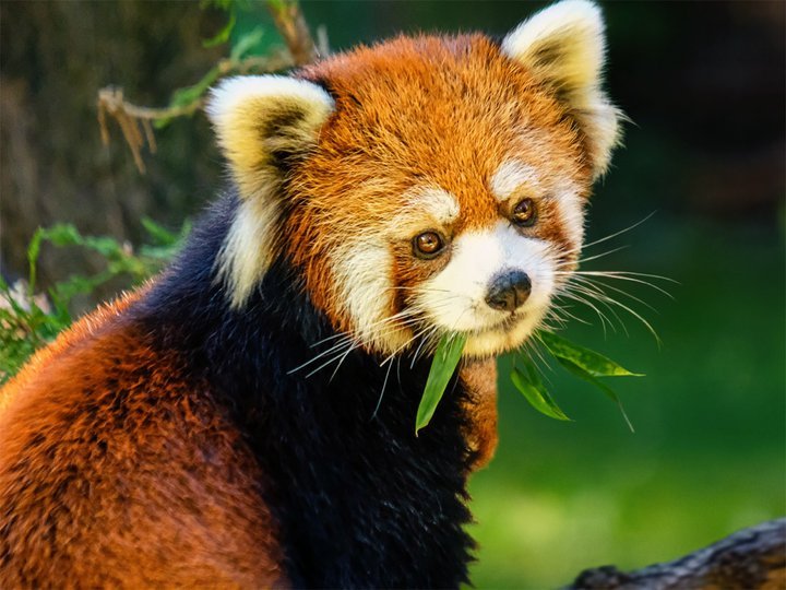 Bronx Zoo - Tierpark der Superlative on TV | Series 2 Episode 2 ...