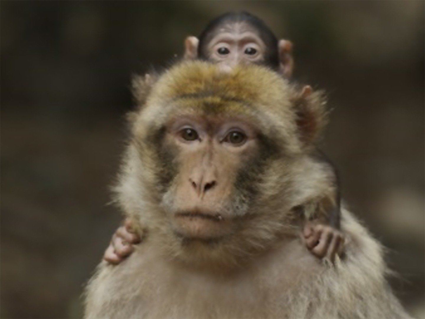 Darwin's Amazing Animals on TV | Channels and schedules | tvgenius.com