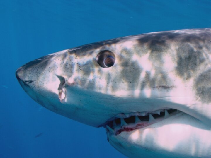 Shark Squad on TV | Series 1 Episode 4 | Channels and schedules | TV24 ...