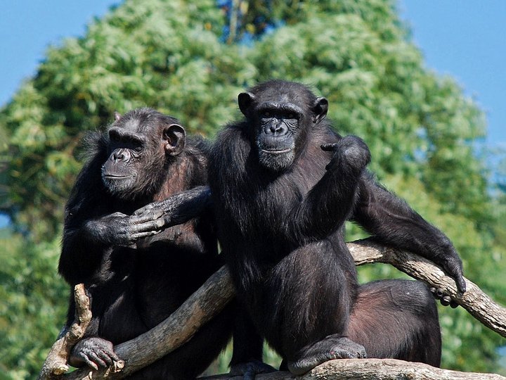 Monkey Life on TV | Series 10 Episode 20 | Channels and schedules ...