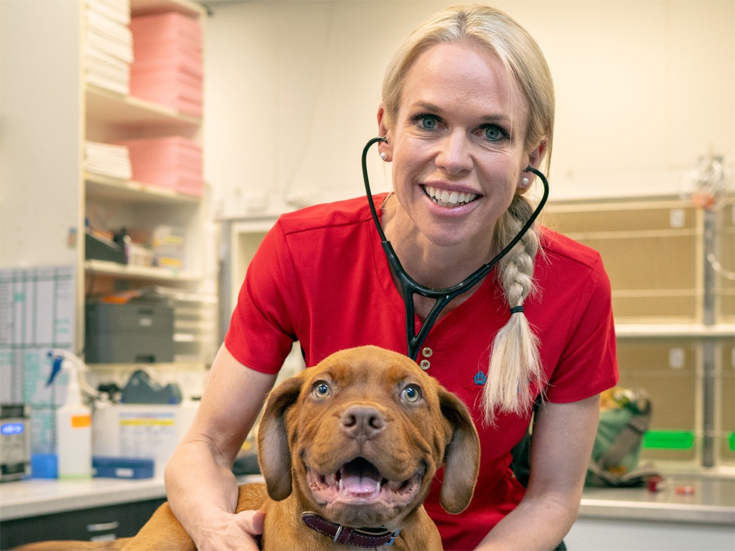 Pet Vet Dream Team on TV | Season 1 Episode 11 | Channels and schedules ...