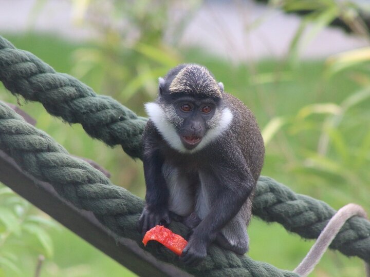 Monkey Life on TV | Series 11 Episode 1 | Channels and schedules | tv24 ...