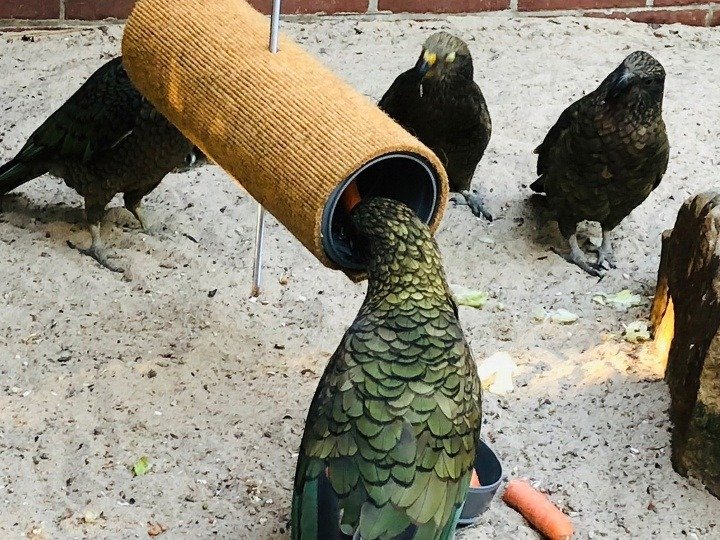 Wilder wilder Westen on TV | Channels and schedules | tv24.co.uk