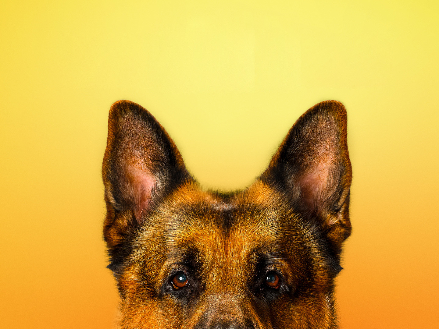 Hudson & Rex på TV | Säsong 6 Avsnitt 14 | Tider och kanaler | tv24.se