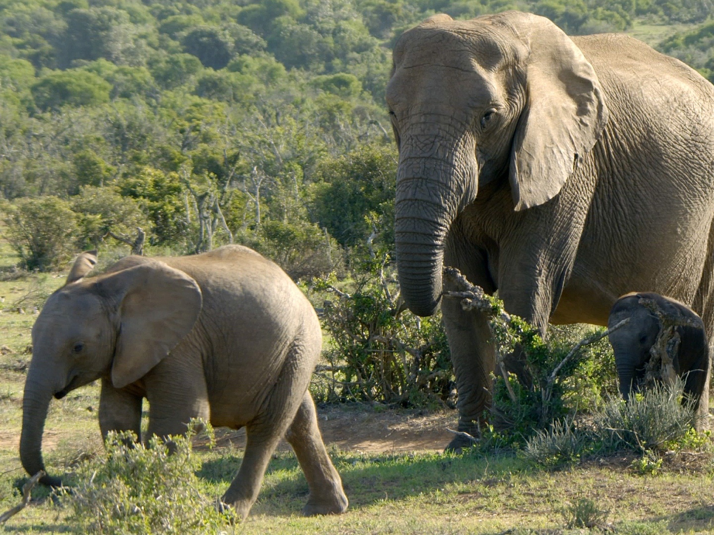 Wildlife Icons on TV | Channels and schedules | tv24.co.uk