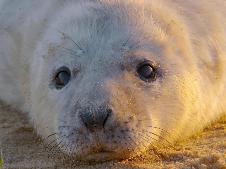The Wonderful World of Baby Animals on TV | Series 1 Episode 19 ...