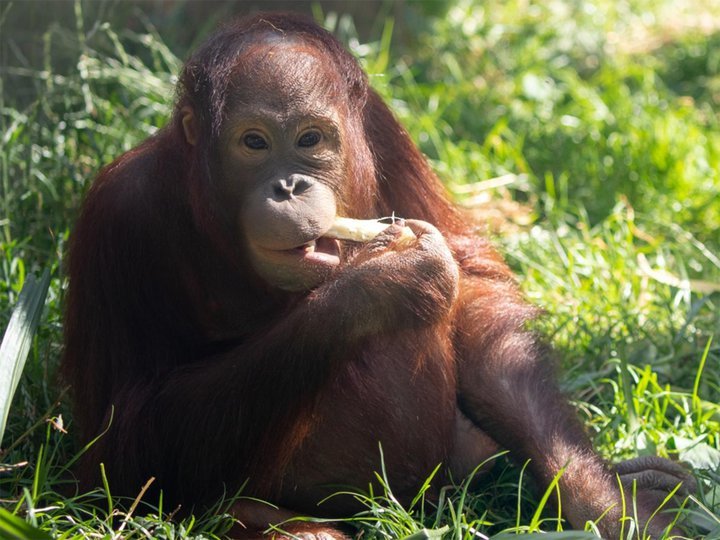 Monkey Life on TV | Series 12 Episode 7 | Channels and schedules | tv24 ...