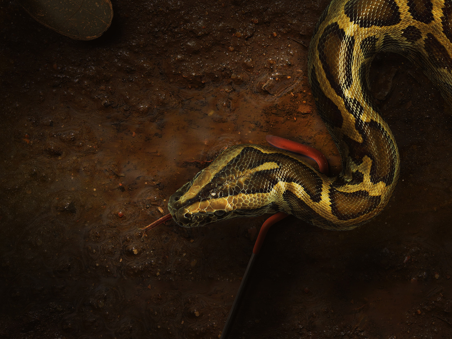 Swamp People: Serpent Invasion on TV | Series 3 Episode 16 | Channels ...