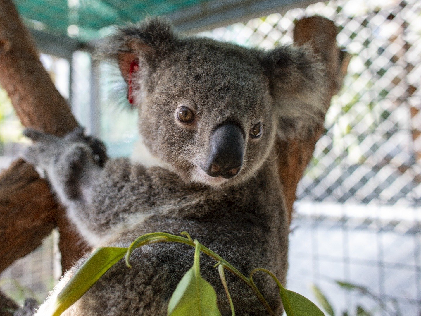 Bear - Koala Hero on TV | Channels and schedules | tvgenius.com