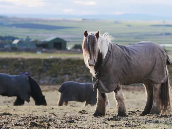 The Highland Vet: Signed on TV | Series 1 Episode 3 | Channels and ...