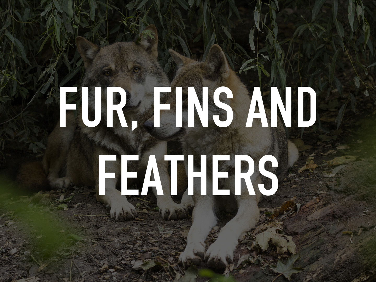 Fur, Fins and Feathers on TV | Channels and schedules | tvgenius.com