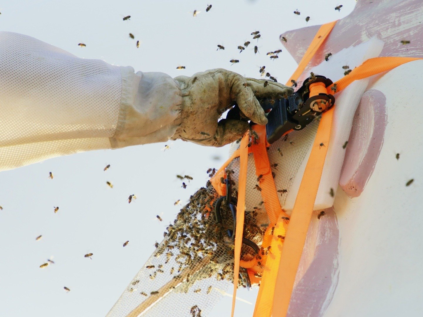 Charlie Bee Company on TV | Series 1 Episode 5 | Channels and schedules ...