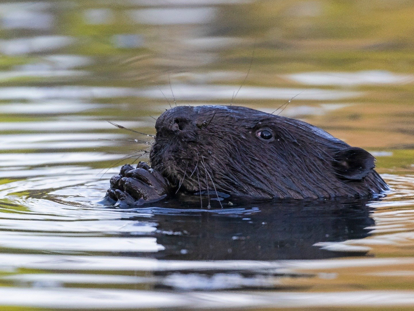 Wildlife SOS on TV | Series 2 Episode 8 | Channels and schedules | TV24 ...