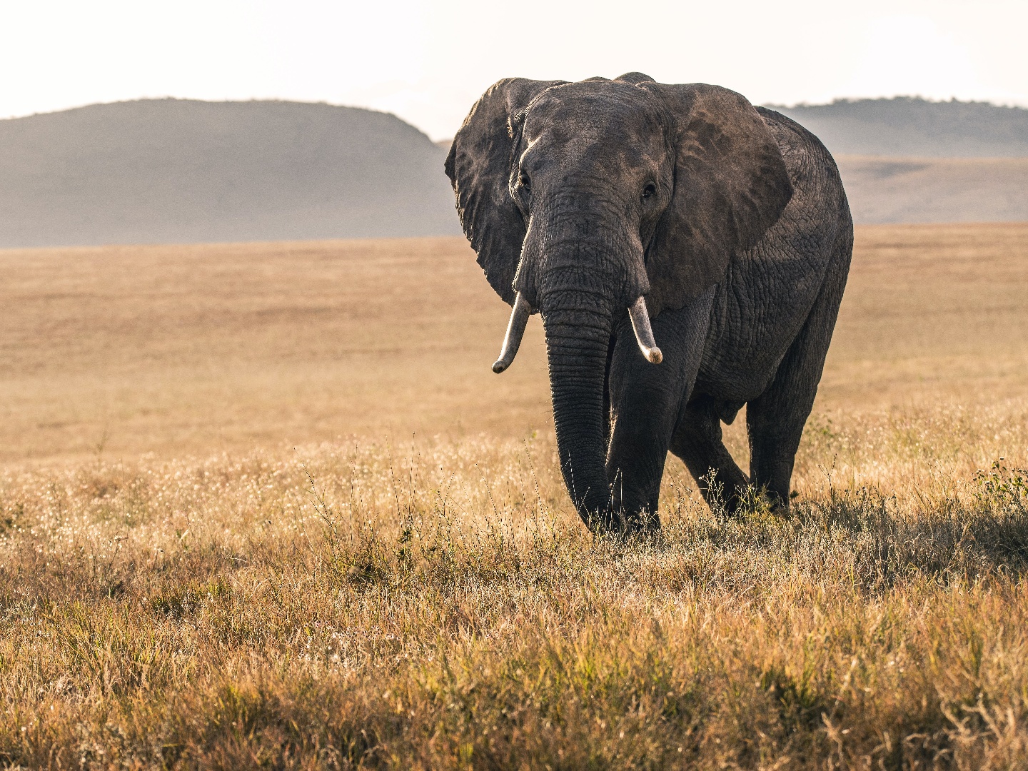 Wildlife SOS on TV | Series 3 Episode 9 | Channels and schedules | tv24 ...