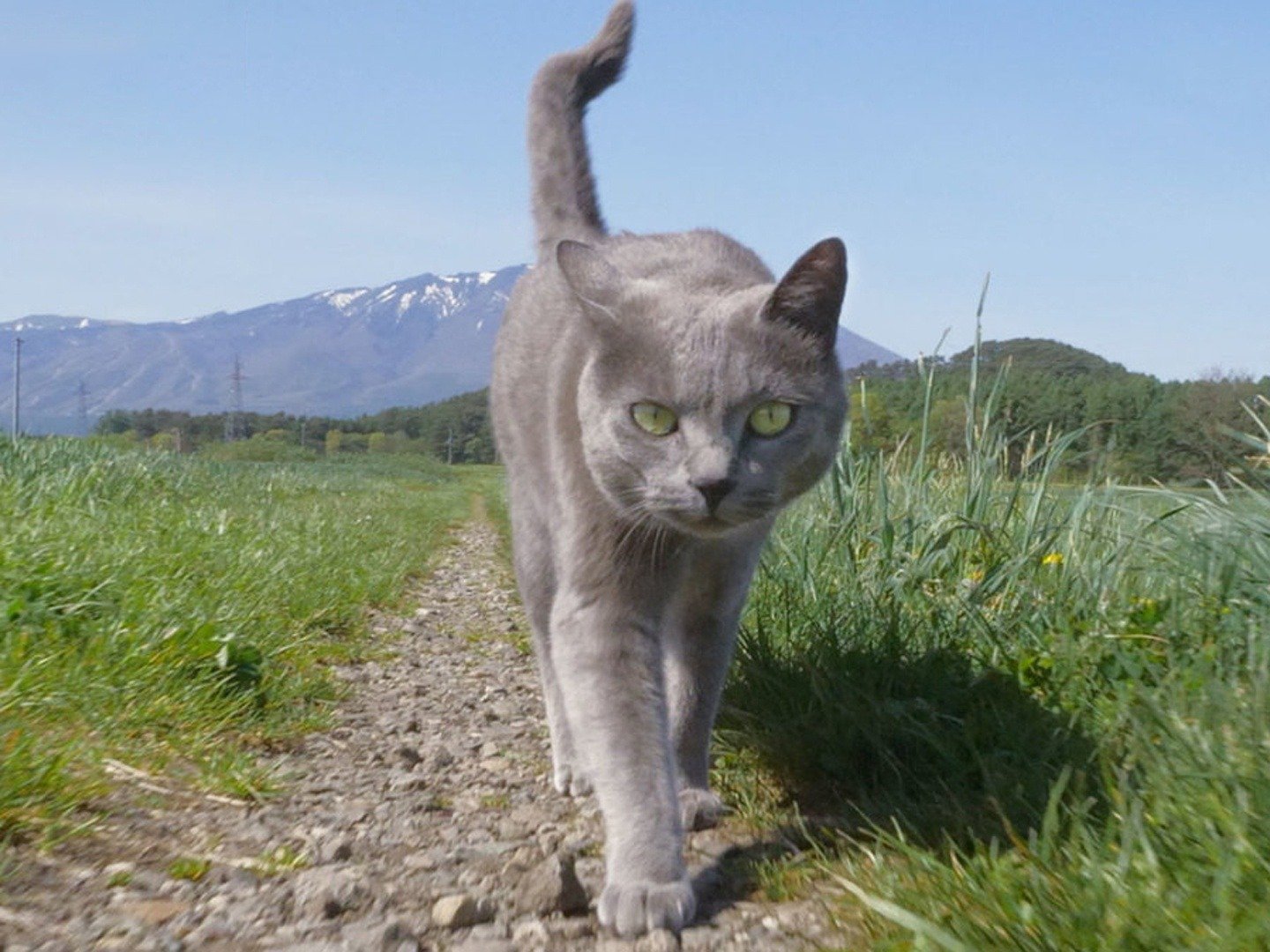 A Cat's-Eye View of Japan on TV | Channels and schedules | tvgenius.com