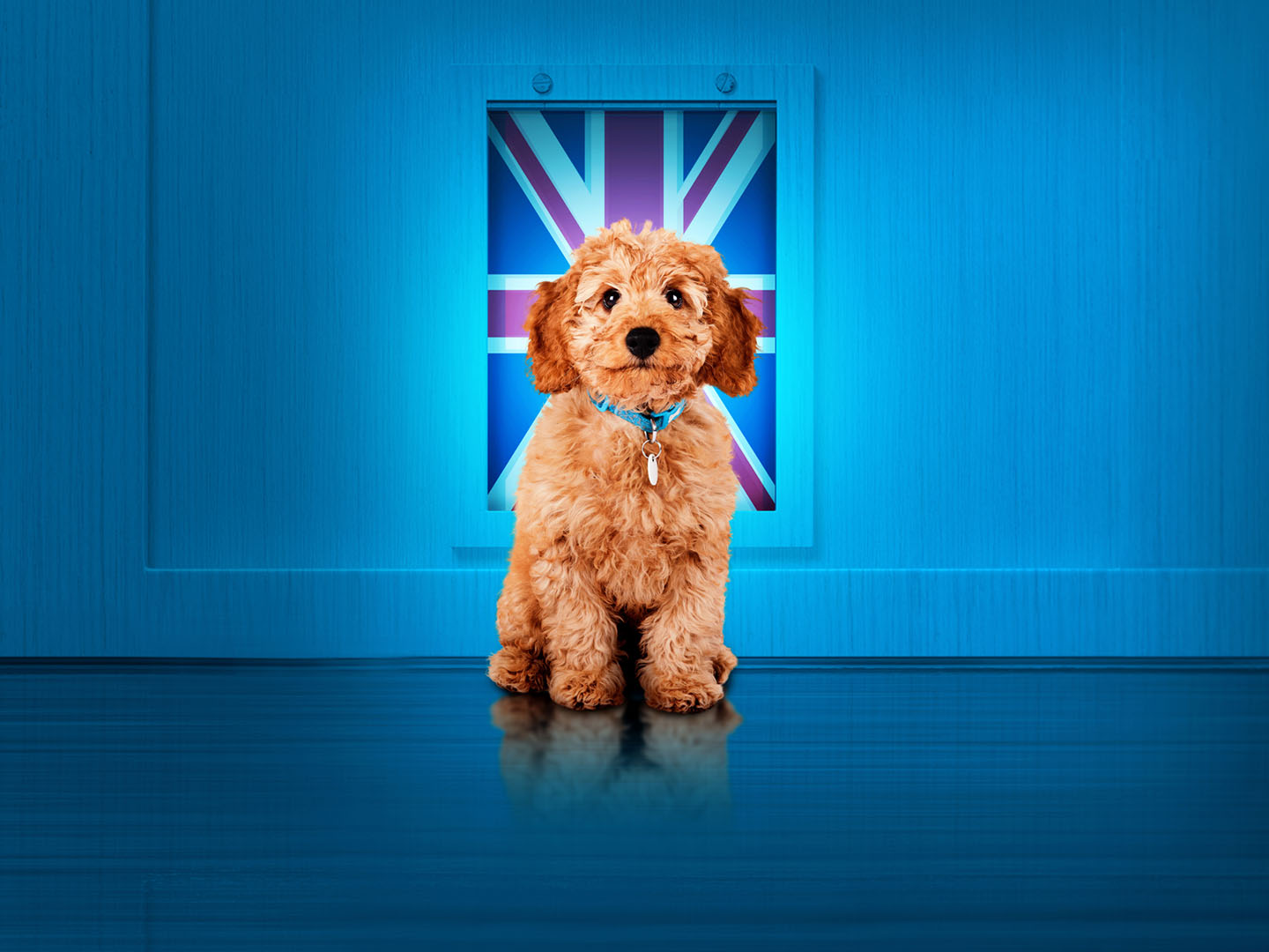 The Dog House on TV | Series 4 Episode 5 | Channels and schedules ...