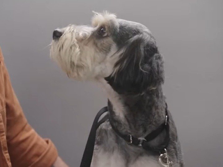 Lucky Dog on TV | Season 9 Episode 23 | Channels and schedules ...