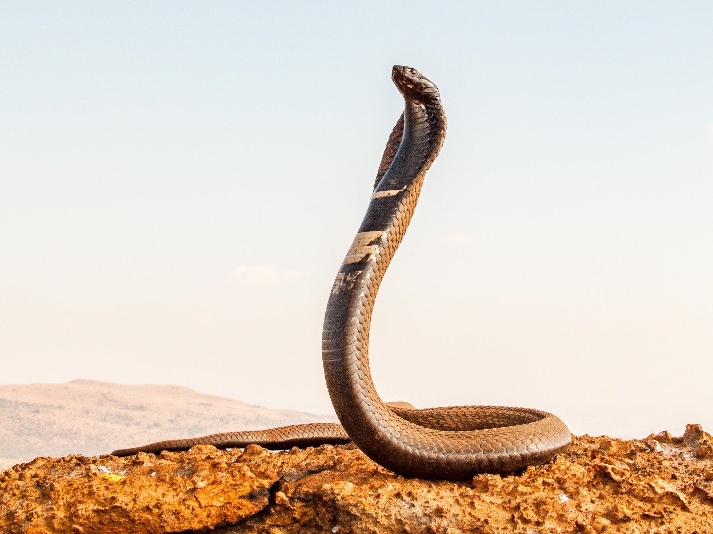 Extreme Snakes on TV | Channels and schedules | TV24.co.uk