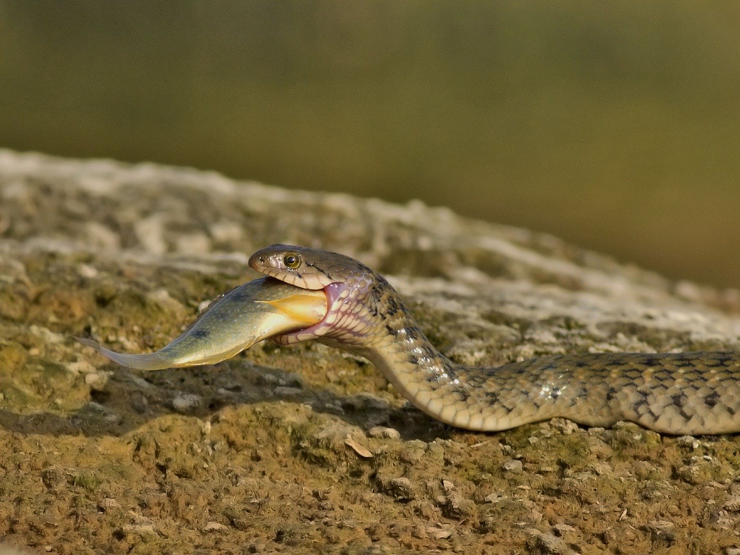 Extreme Snakes on TV | Channels and schedules | TV24.co.uk