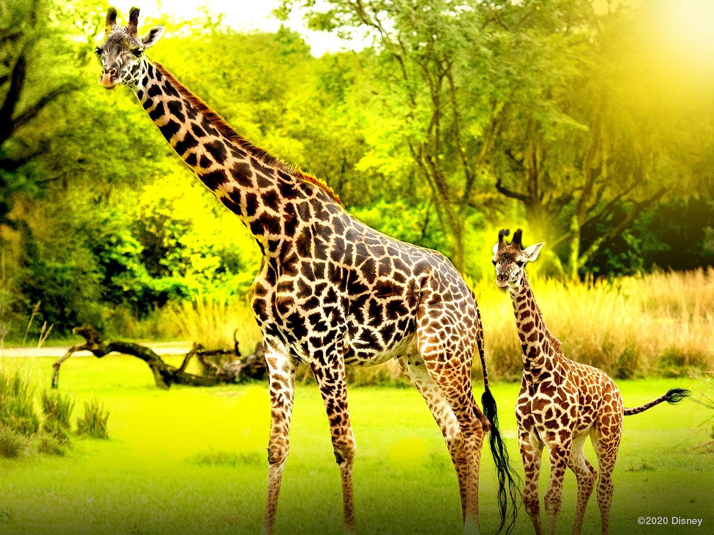 Magic of Disney's Animal Kingdom on TV | Channels and schedules ...