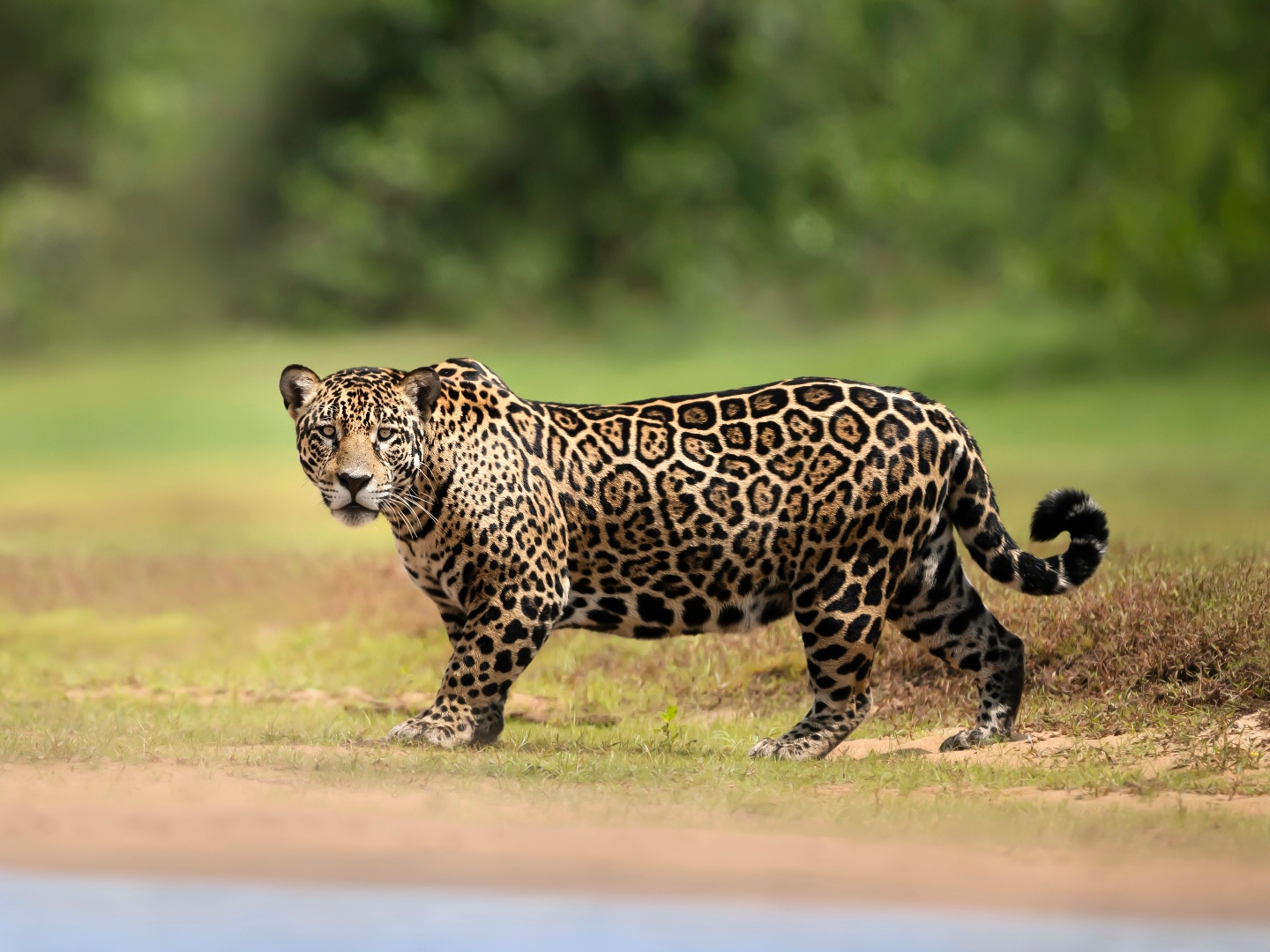 Best of Safari Live on TV | Series 1 Episode 14 | Channels and ...