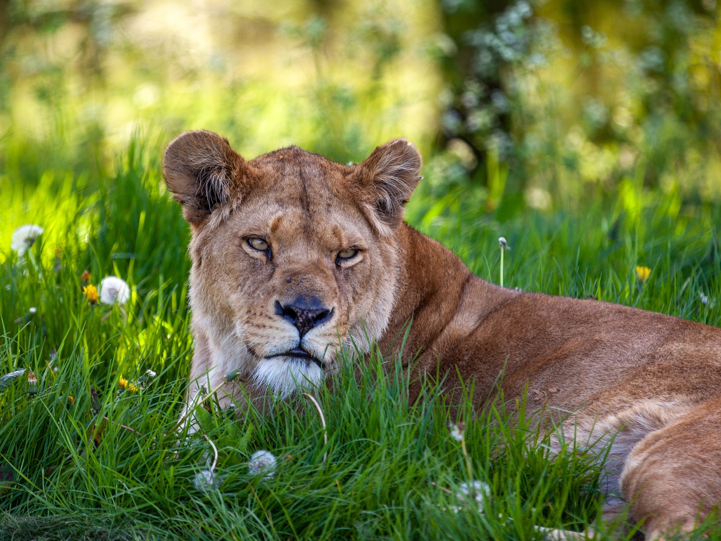 Animal Park on TV | Series 2023 Episode 9 | Channels and schedules ...