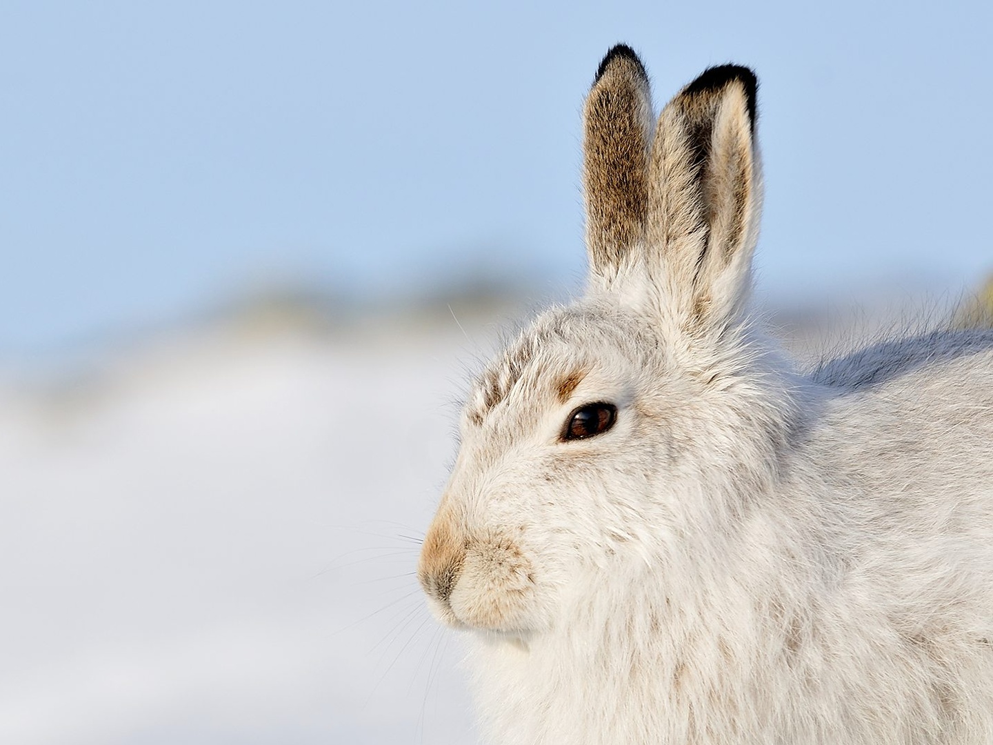 Scotland: The New Wild on TV | Series 1 Episode 2 | Channels and ...