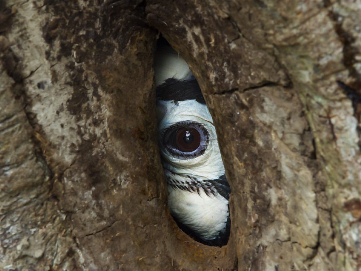 Planet Earth III on TV | Season 1 Episode 5 | Channels and schedules ...