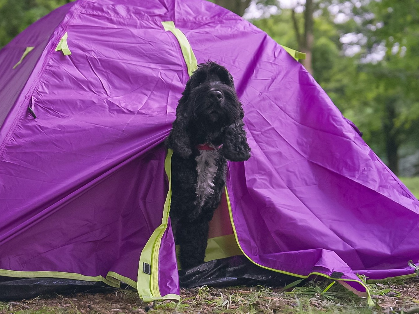 Dog Squad on TV | Series 2 Episode 19 | Channels and schedules | TV24.co.uk