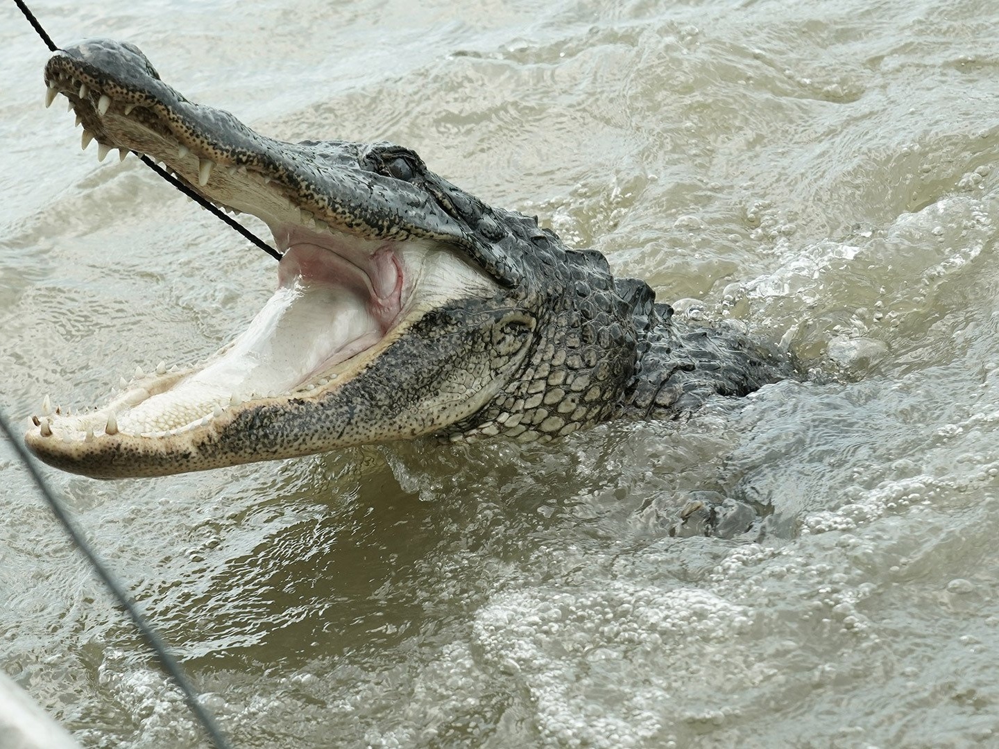 Swamp People on TV | Season 15 | Channels and schedules | tvgenius.com