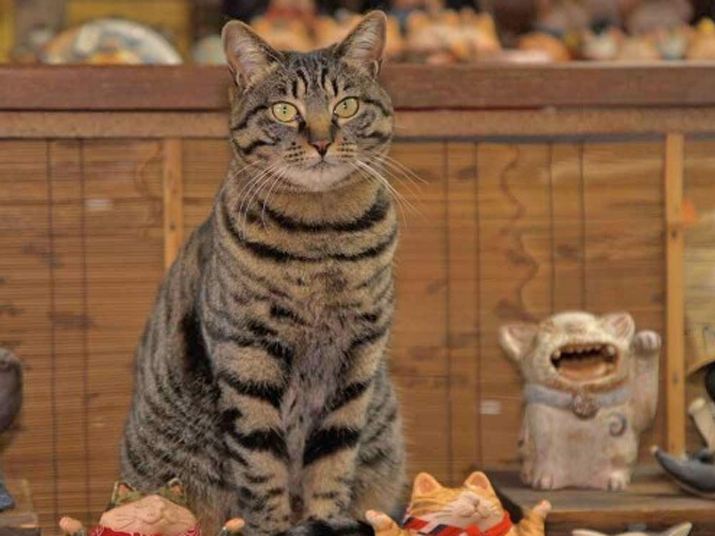 A Cat's-Eye View of Japan on TV | Channels and schedules | tv24.co.uk