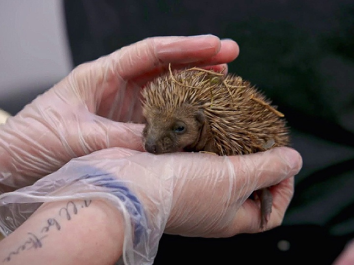 Joanna Page's Wild Life on TV | Series 1 Episode 5 | Channels and ...