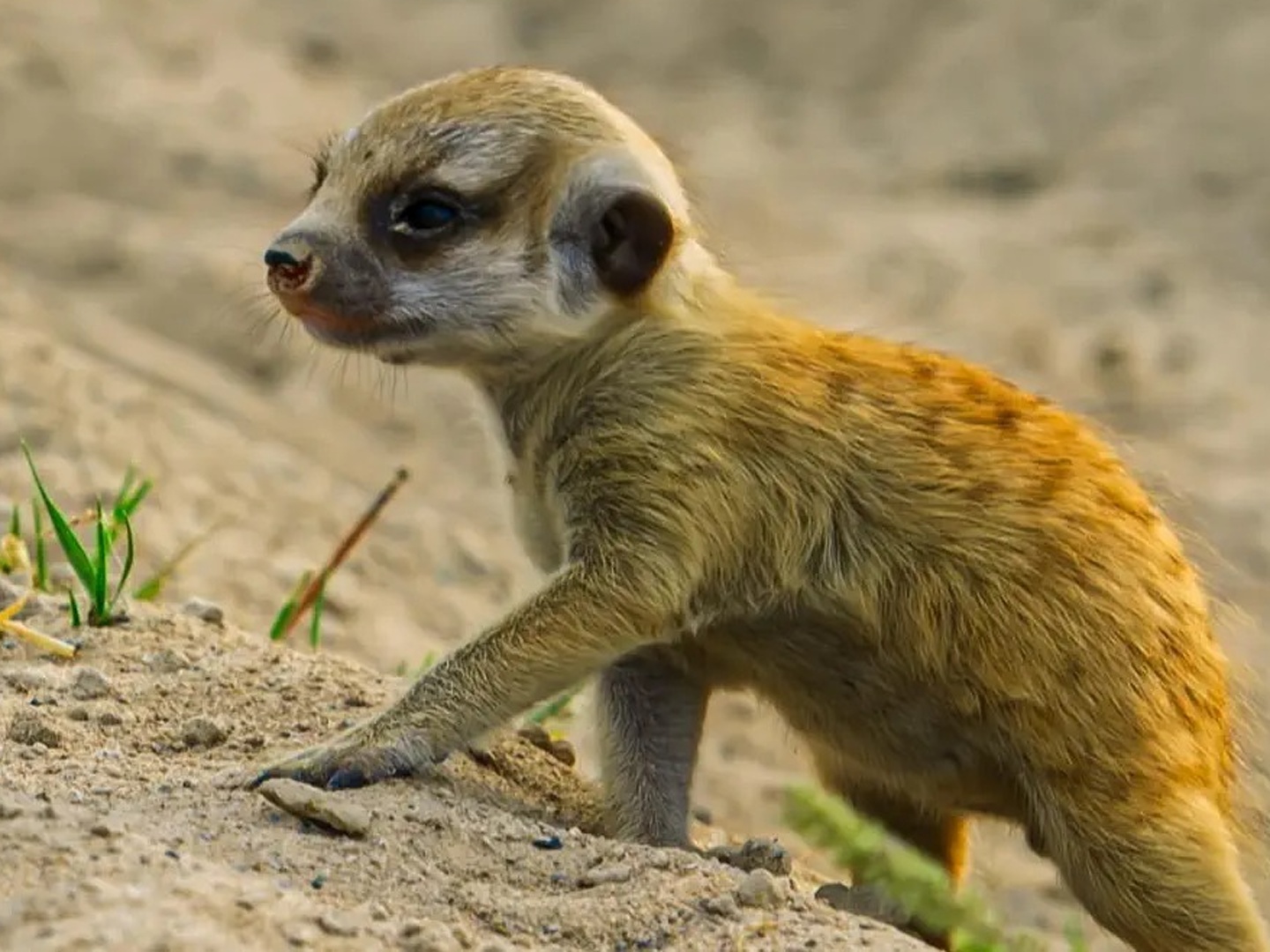 Andy's Global Adventures on TV | Series 3 Episode 1 | Channels and ...