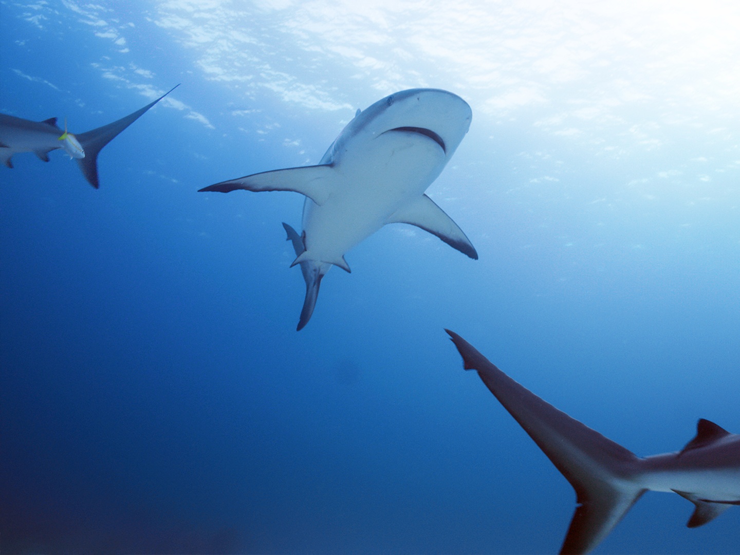 Investigation Shark Attack on TV | Series 1 Episode 3 | Channels and ...