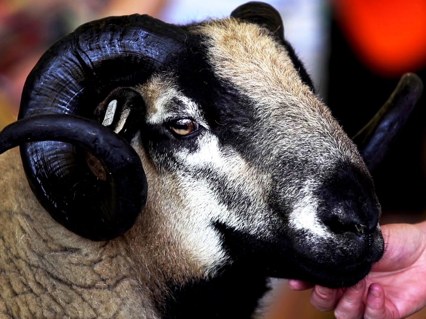 Royal Welsh Show on TV | Series 2025 | Channels and schedules | tv24.co.uk
