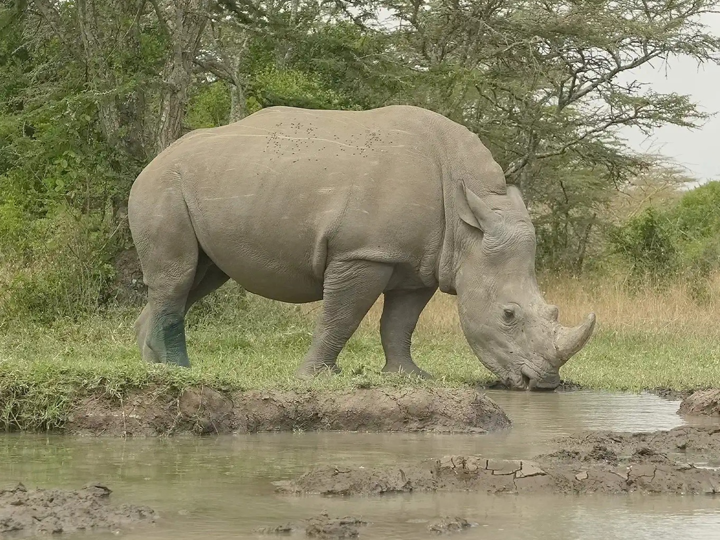 Hamza Loves Animals: Africa on TV | Series 1 Episode 19 | Channels and ...