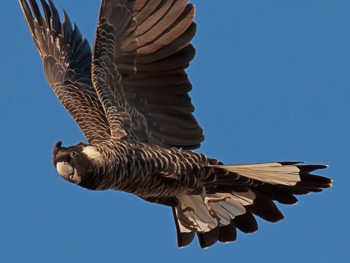 Domhan an Dúlra on TV | Channels and schedules | tv24.co.uk