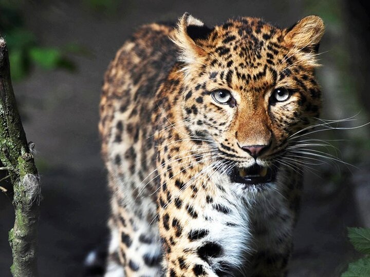 Leopard, Seebär & Co. on TV | Series 4 Episode 13 | Channels and ...